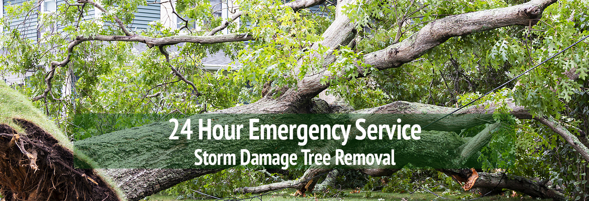 Tree Service | Tree Removal | Tree Trimming | AAA McDonald Tree Service